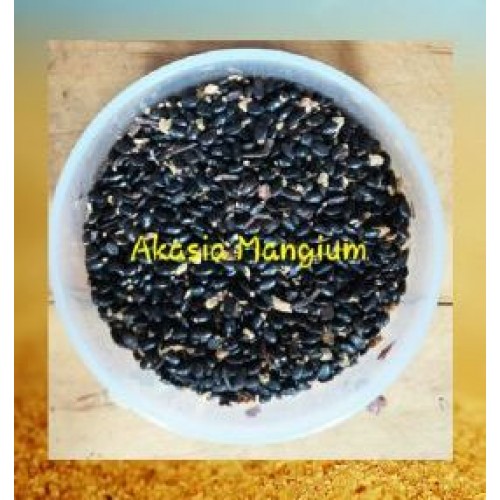 Jual benih akasia mangium Jual benih akasia mangium